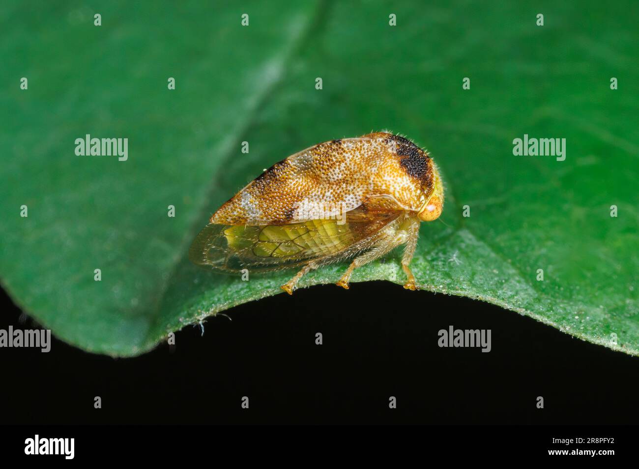 Typical Treehopper (Cyrtolobus maculifrontis Stock Photo - Alamy