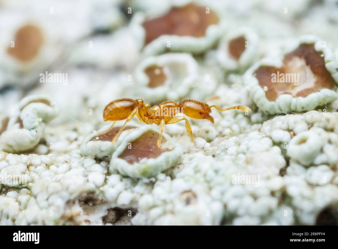 Thief Ant (Solenopsis molesta Stock Photo - Alamy