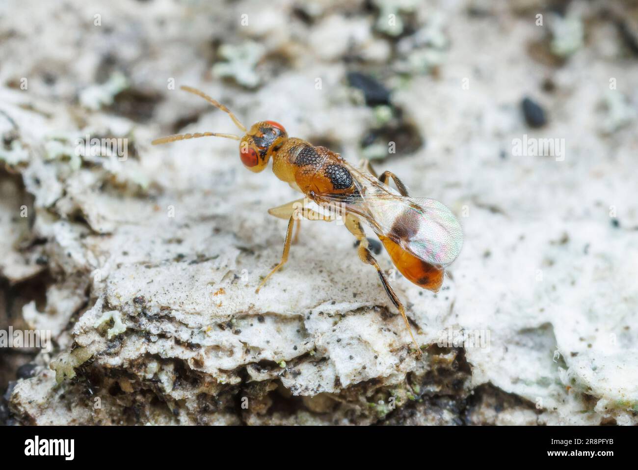 Chalcidoid wasps hi-res stock photography and images - Alamy