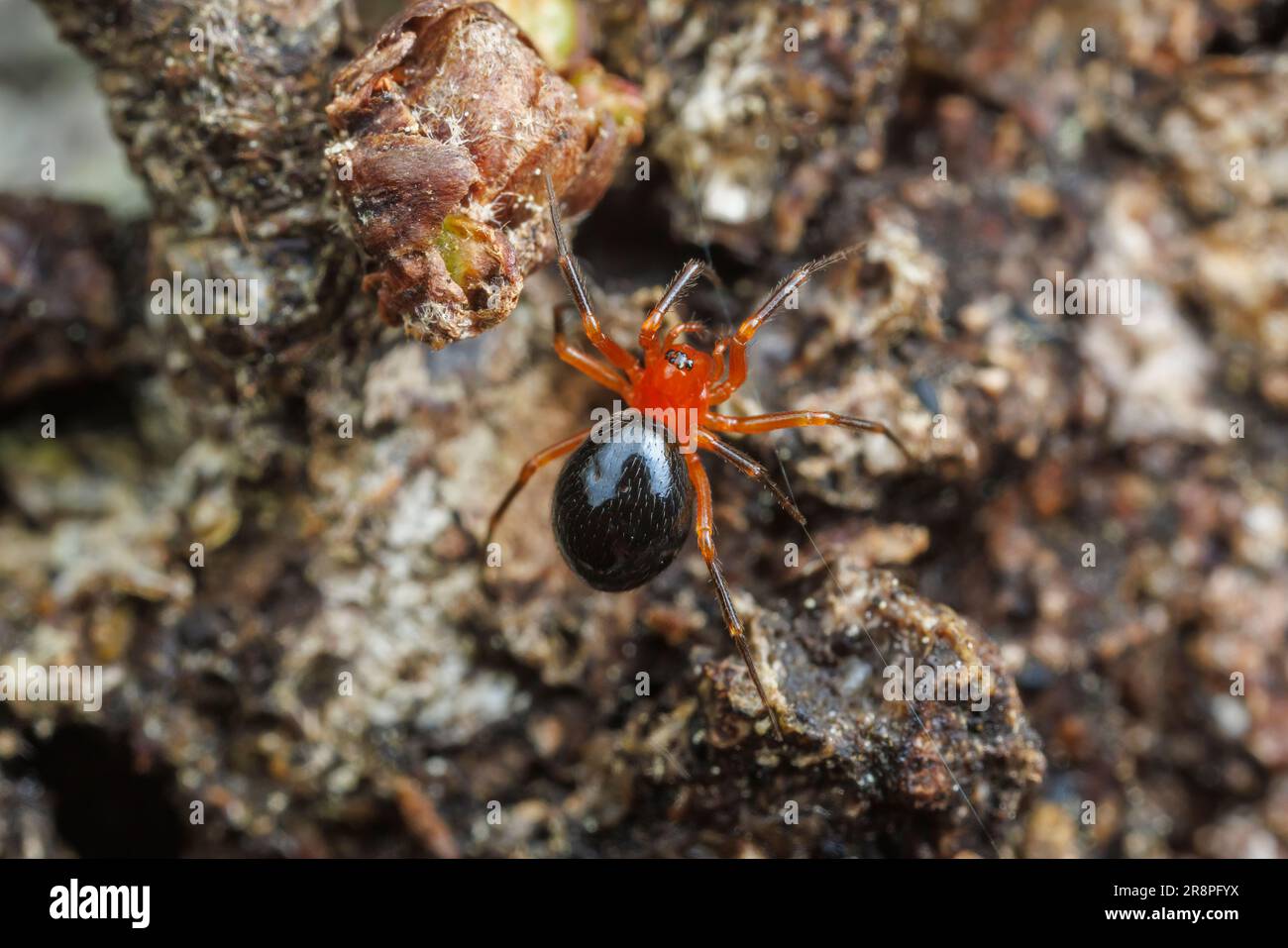 Dwarf Spider (Hypselistes florens Stock Photo - Alamy