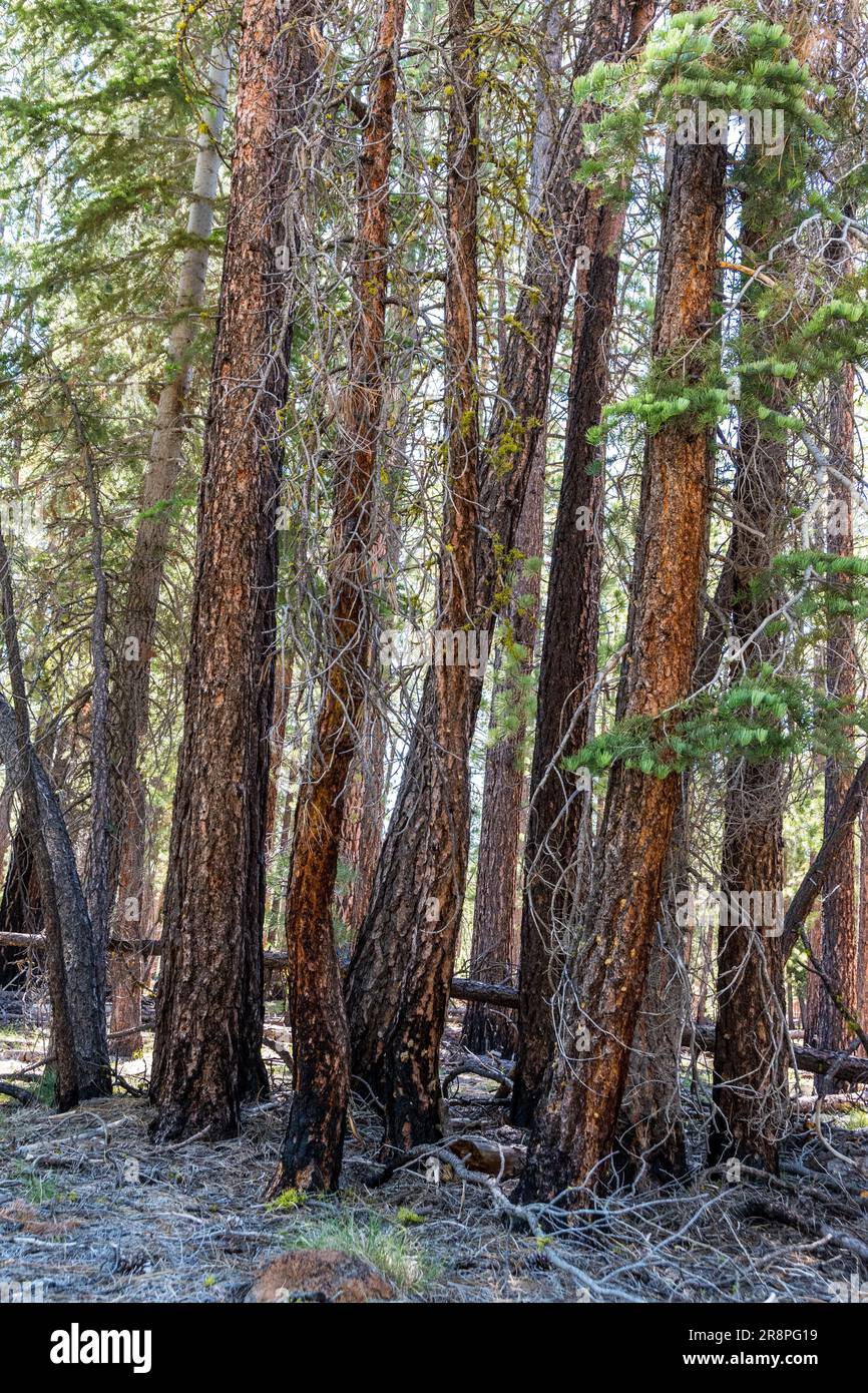 A stand of Lodgepole Pine trees in the Lassen National forest east of ...