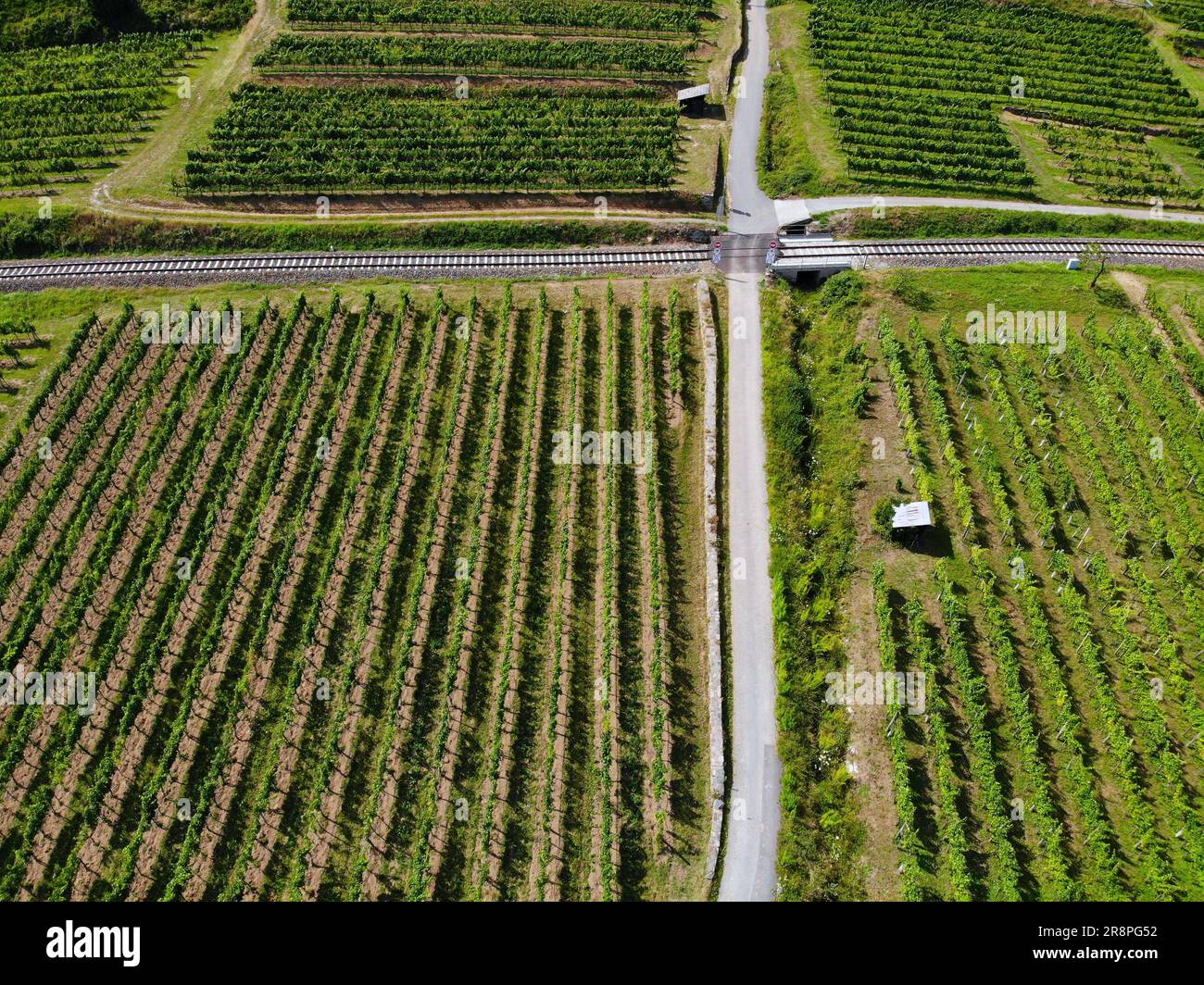 Danube Cycle Path (Donauradweg) crossing railway tracks among vineyards ...