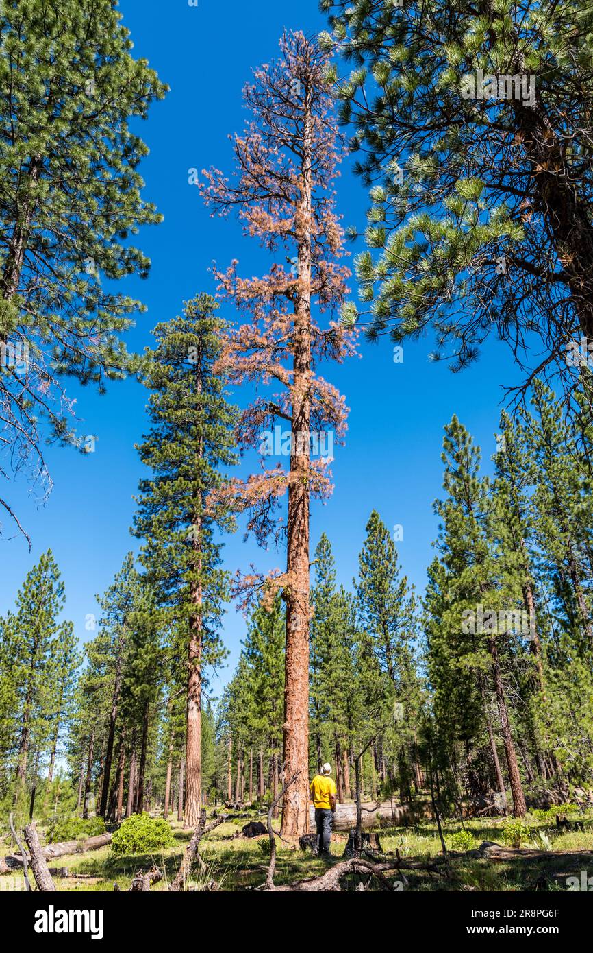 A man ponders a standing dead Jeffrey Pine tree in a forest east of ...