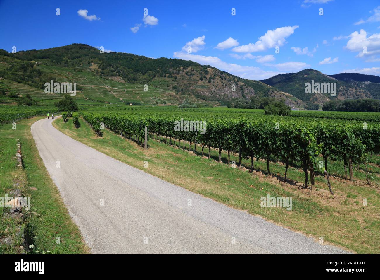 Danube Cycle Path (Donauradweg) among vineyards in Wachau region. Long ...