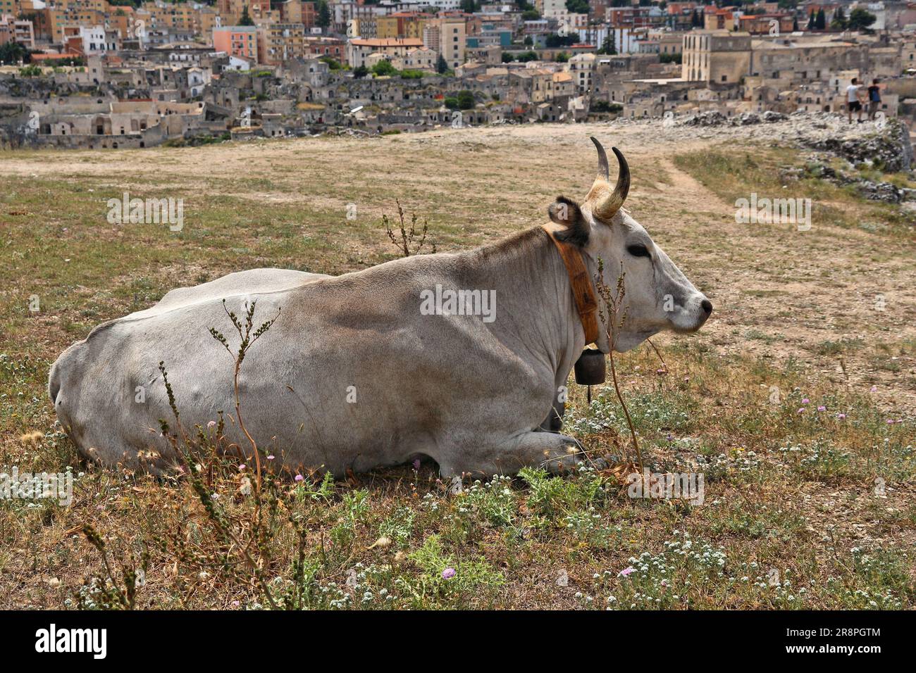 Cow grazing over Matera, Italy. Sassi districts of rock and cave houses ...