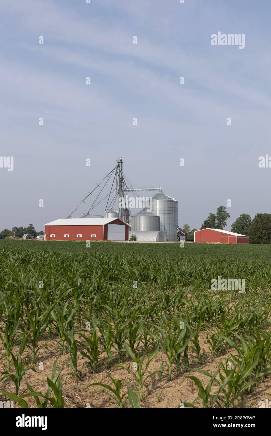 Endosperm hi-res stock photography and images - Alamy