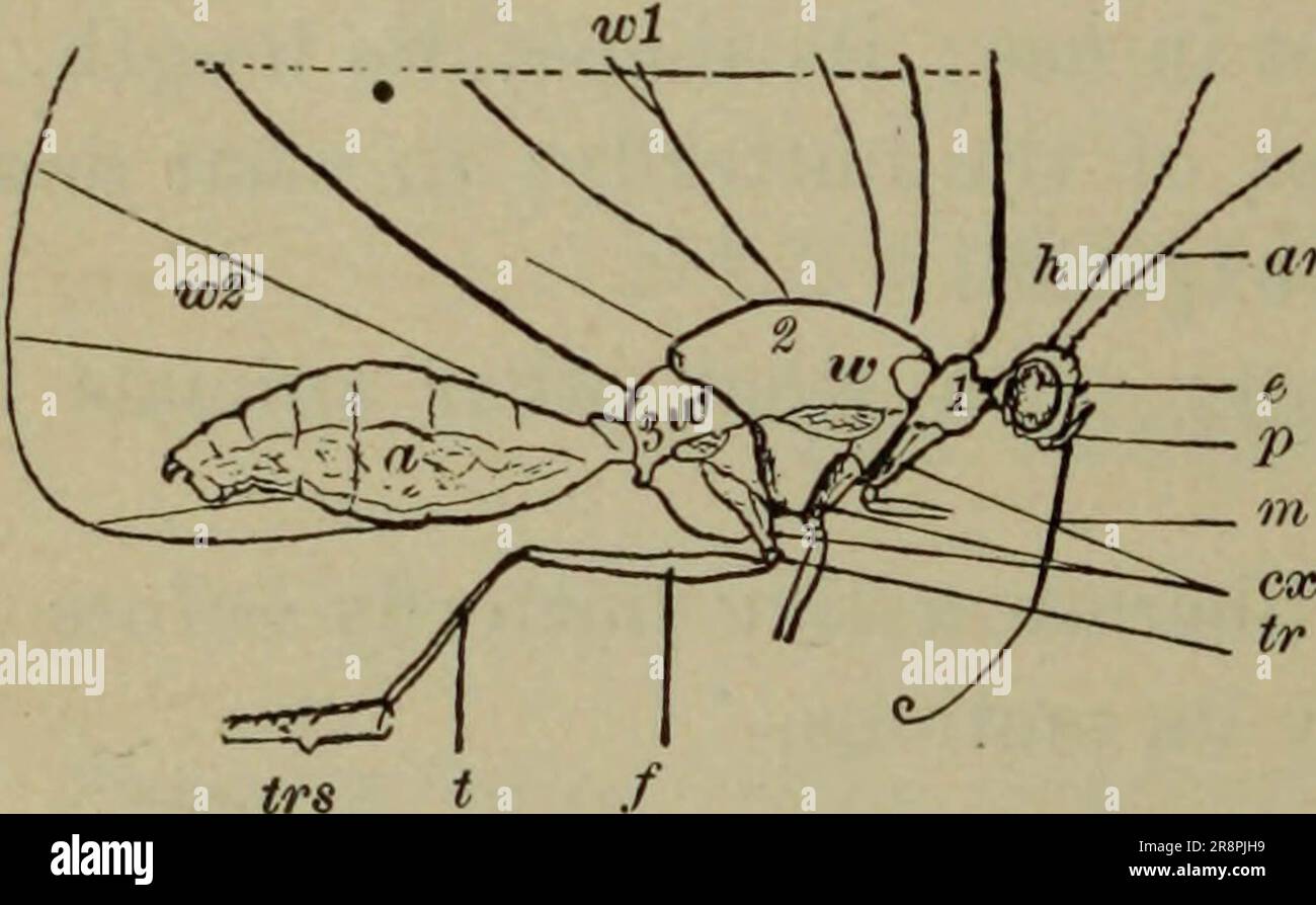 "Elementary lessons in zoölogy : a guide in studying animal life and ...