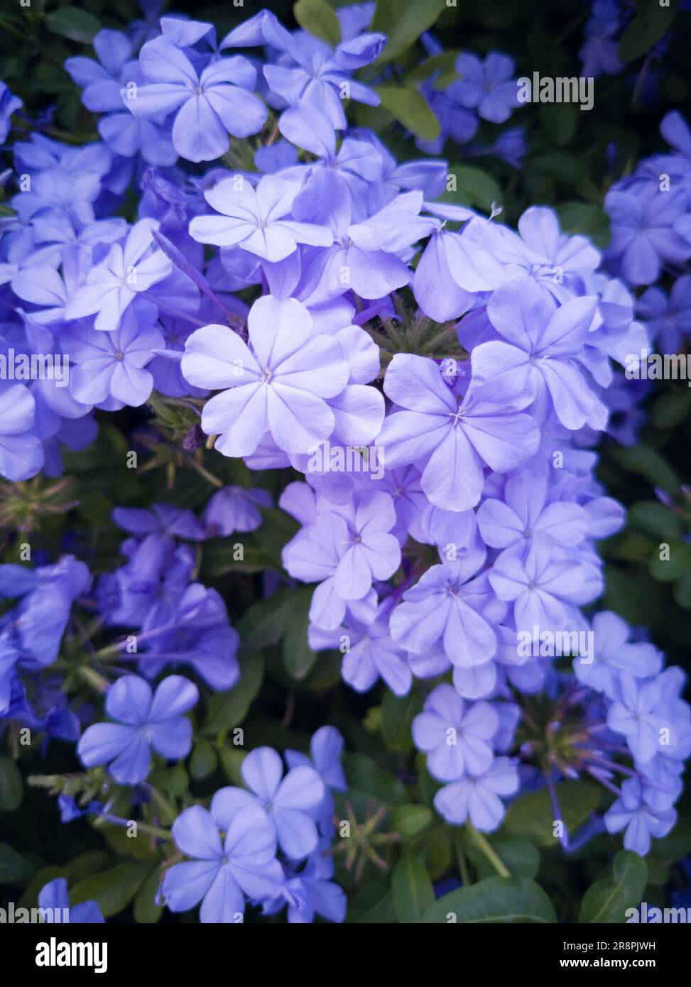 Vibrant purple flowers bloom, adorning the landscape with their ...