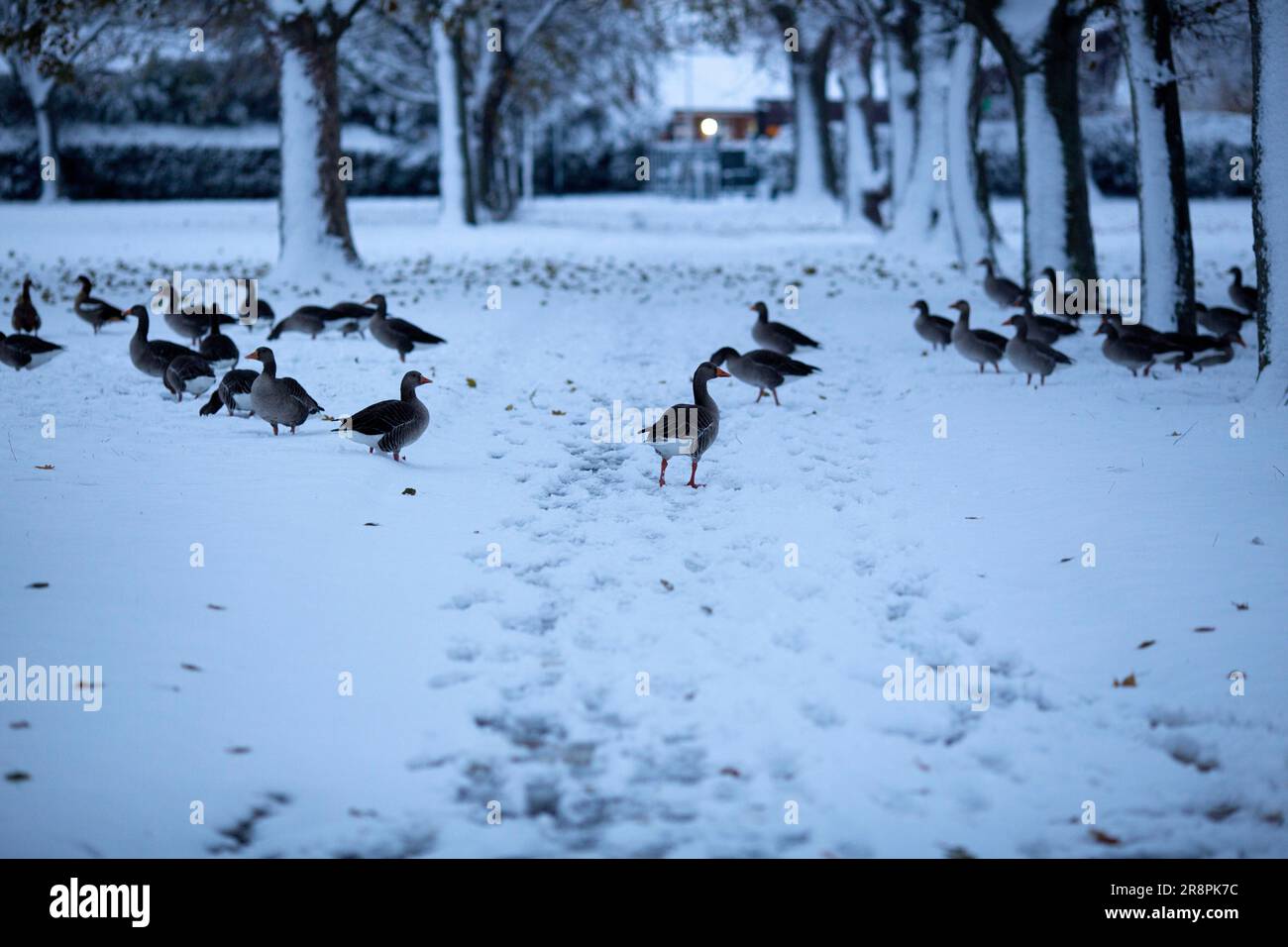 Weather pedestrians trees hi-res stock photography and images - Alamy
