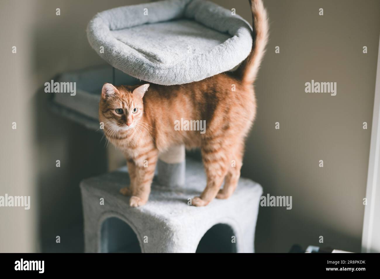 A white and orange tabby cat comfortably resting on a grey scratching ...