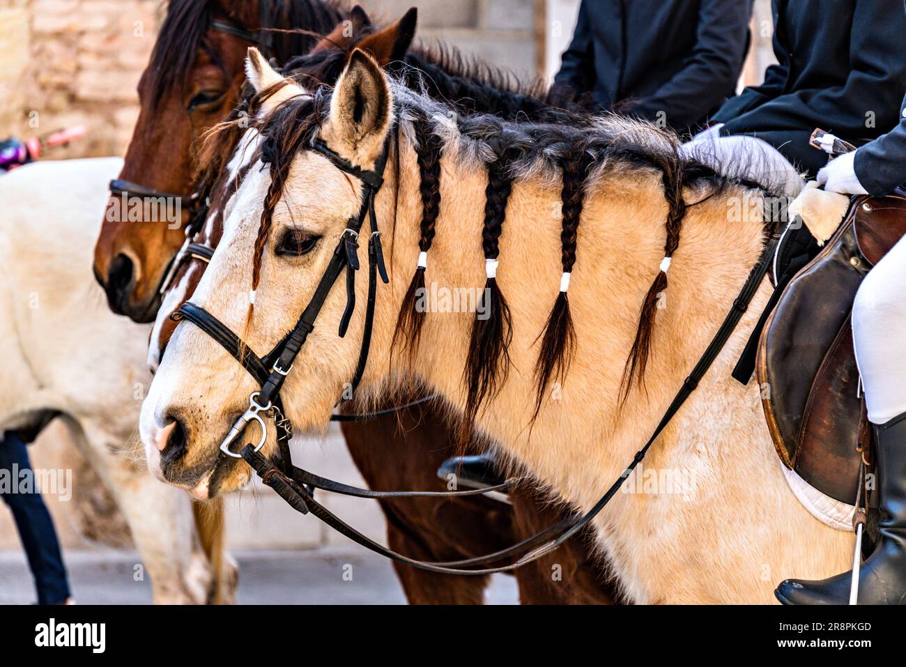 Parade of horses in the festival of the three graves in Igualada ...