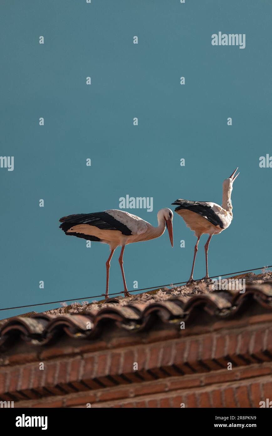 On a clear day, two storks gracefully perch on a roof, their elegant ...