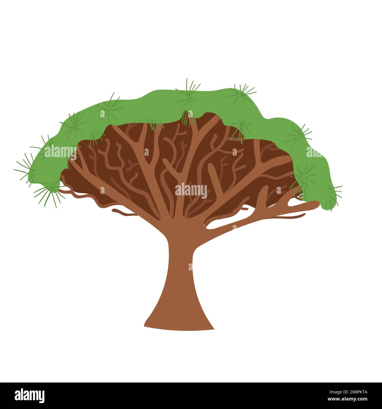 Hand drawn colored African Dragon blood tree Vector illustration ...
