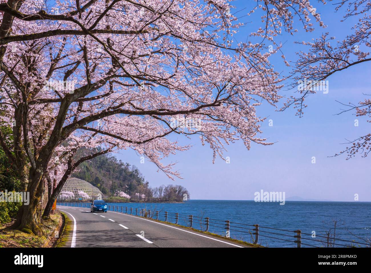 Cherry blossom tree row hi-res stock photography and images - Alamy