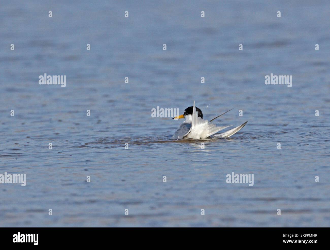 Little Tern (Sternula albifrons) adult bathing in the sea Eccles-on-sea ...