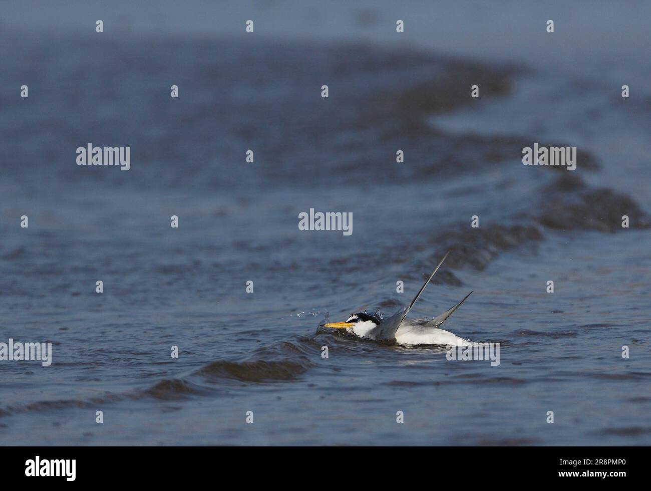 Little Tern (Sternula albifrons) adult bathing in the sea Eccles-on-sea ...
