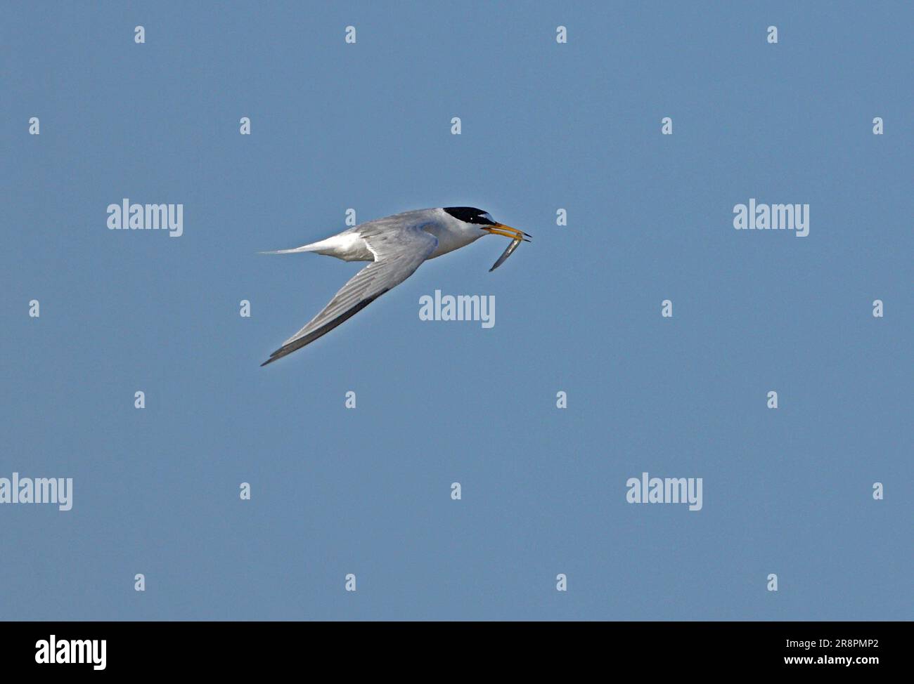 Little Tern (Sternula albifrons) adult in flight with Sand-eel in bill ...