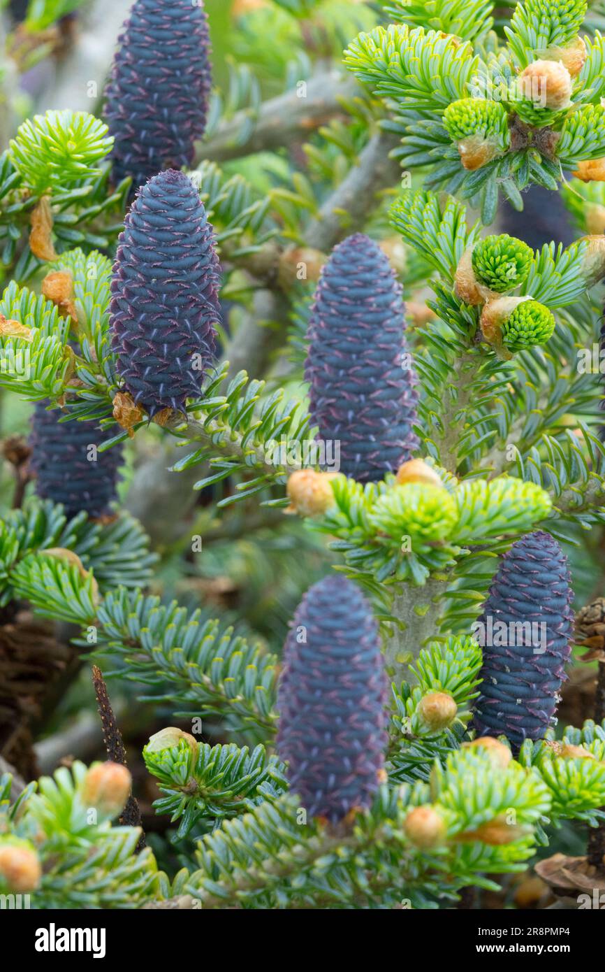 Conifer Cones Blue Abies koreana Female cones Erect Abies koreana ...