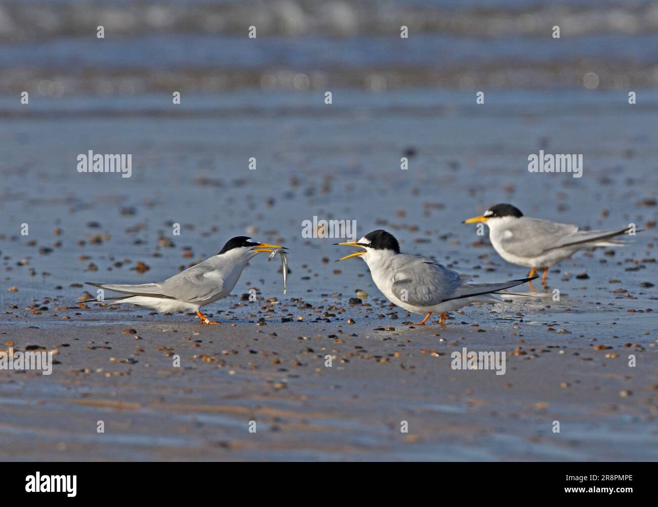 Little Tern (Sternula albifrons) male courtship feeding female with ...