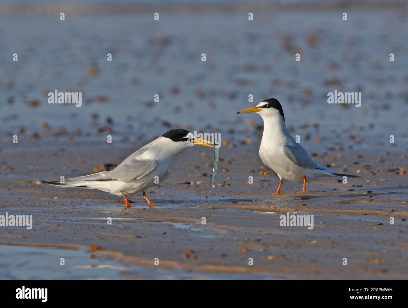 Little Tern (Sternula albifrons) male courtship feeding female with ...