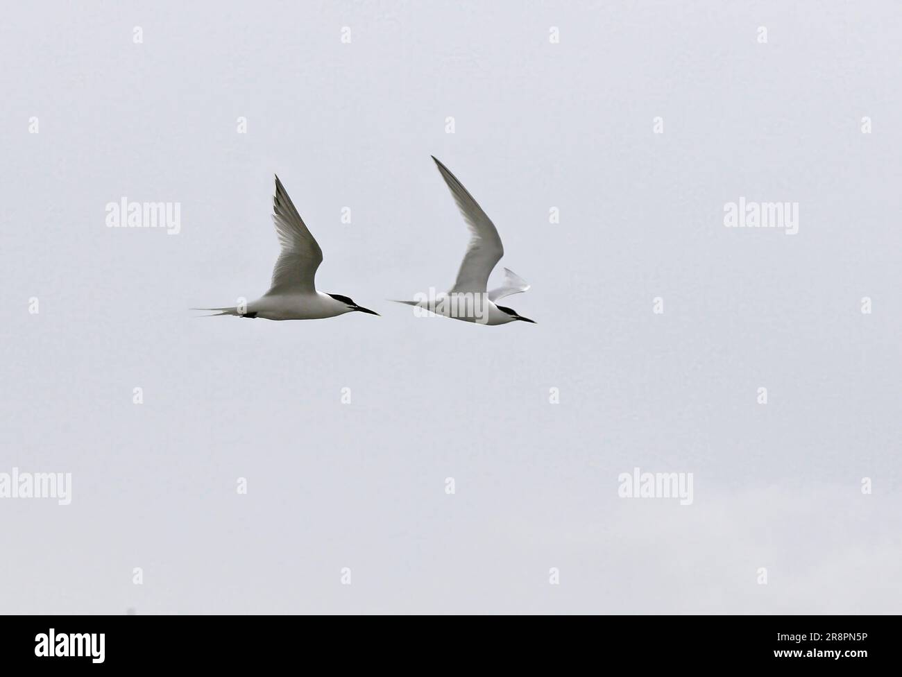 Sandwich Tern (Sterna sandvicensis) two adults in flight Eccles-on-Sea ...