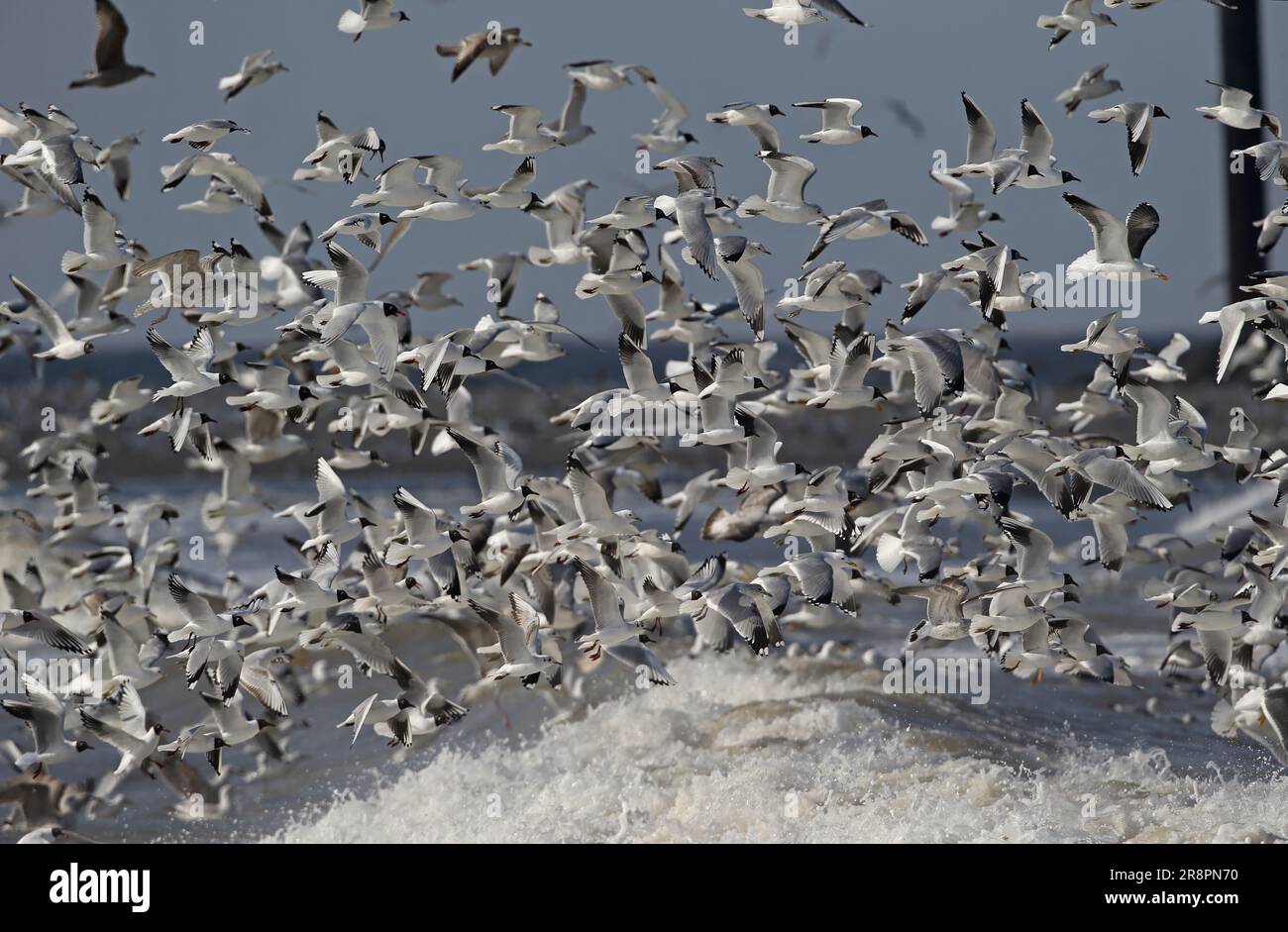 mixed flock feeding in breakers. Mediterranean, Common, Black-headed ...