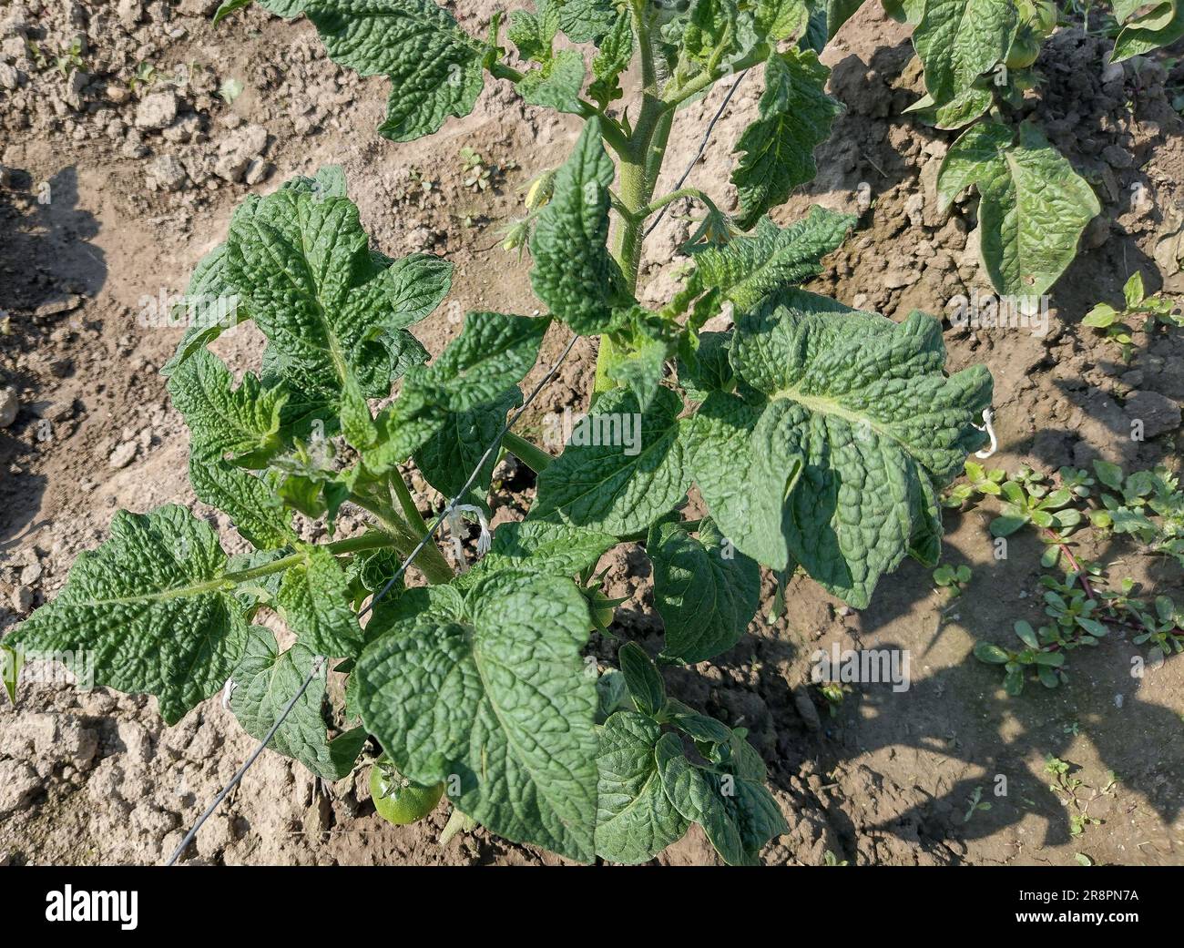 Tomato plants in the garden in June. In Maramures county, Romania Stock ...