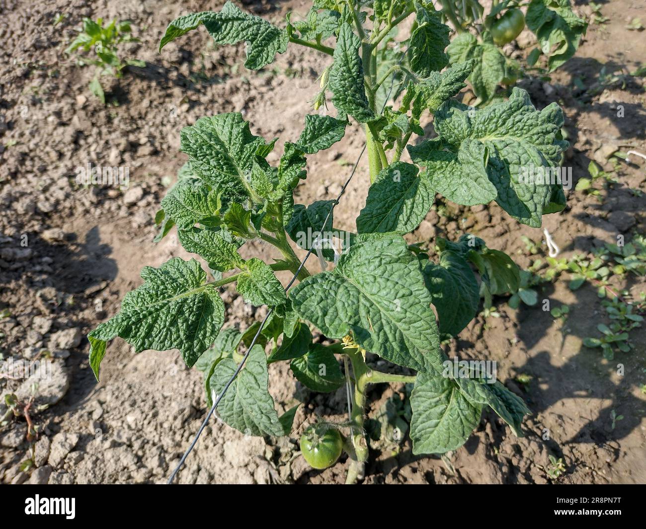 Tomato plants in the garden in June. In Maramures county, Romania Stock ...
