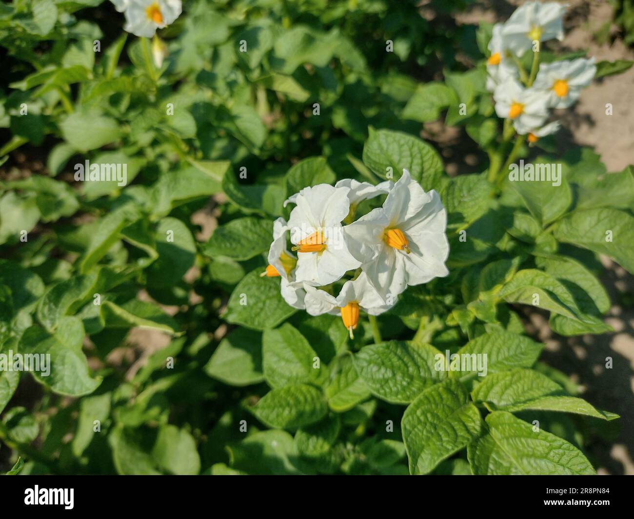 Flowering potato plants. Potato plants with flowers Stock Photo - Alamy