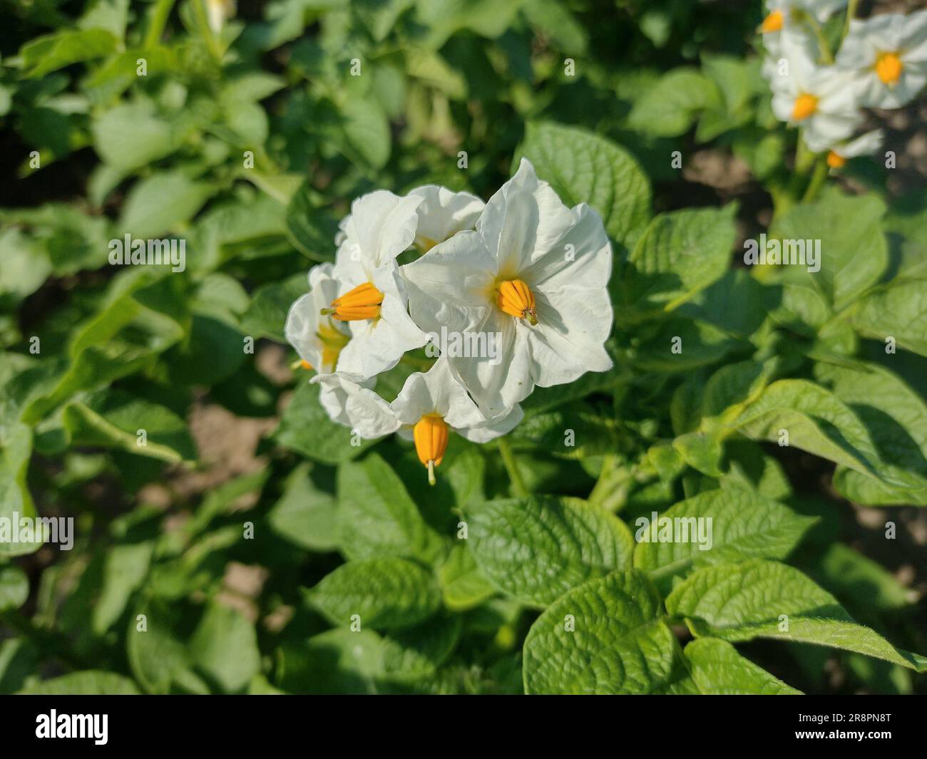 Flowering potato plants. Potato plants with flowers Stock Photo - Alamy