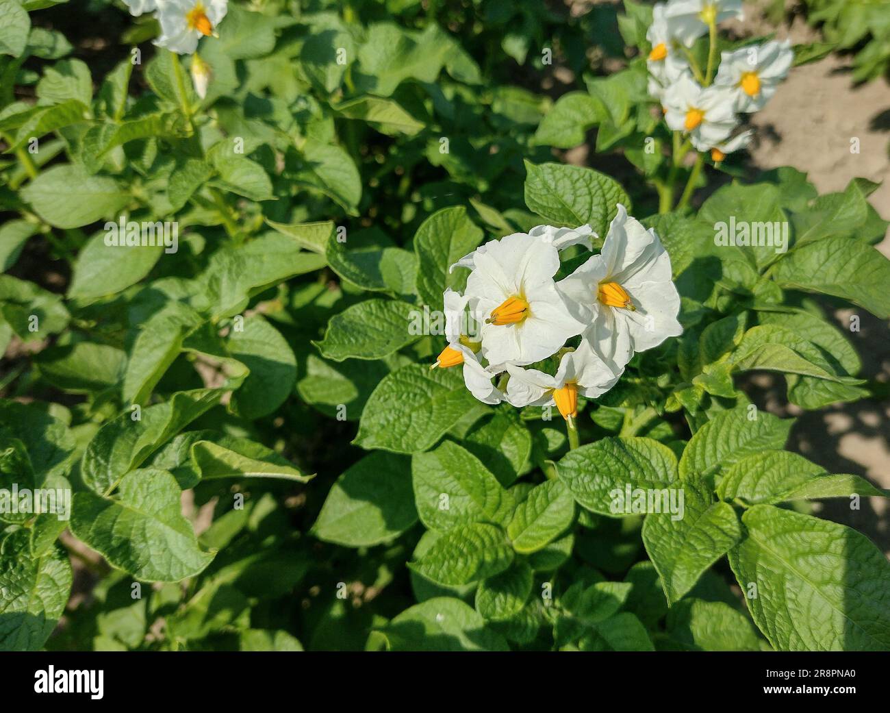Flowering potato plants. Potato plants with flowers Stock Photo - Alamy