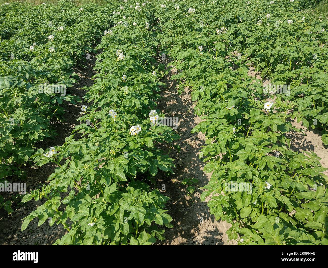 Flowering potato plants. Potato plants with flowers Stock Photo - Alamy