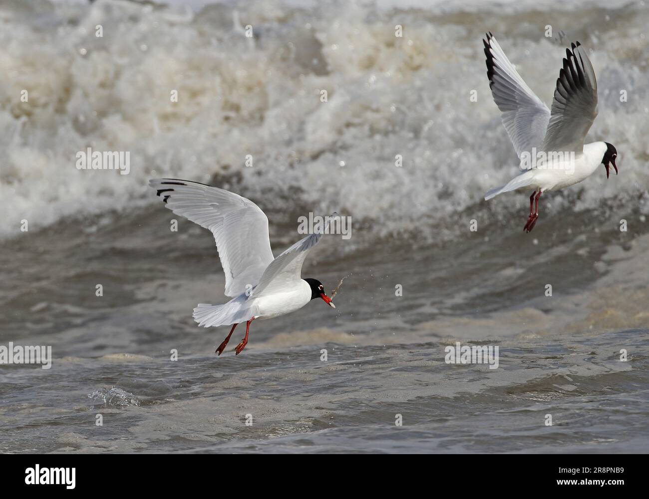 Mediterranean Gull (Larus melanocephalus) second winter Mediterranean ...