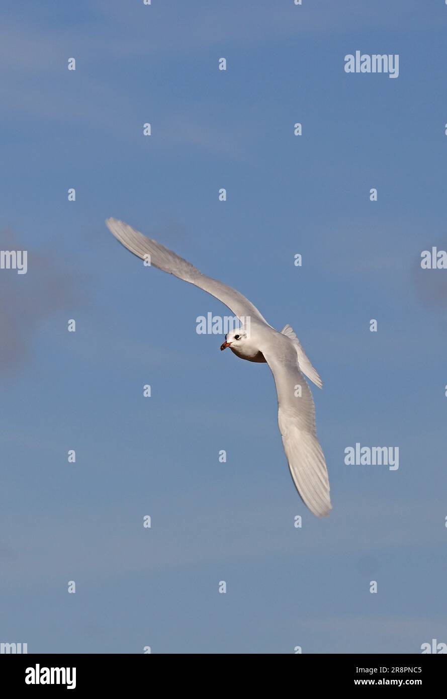 Mediterranean Gull (Larus melanocephalus) winter plumage adult in ...