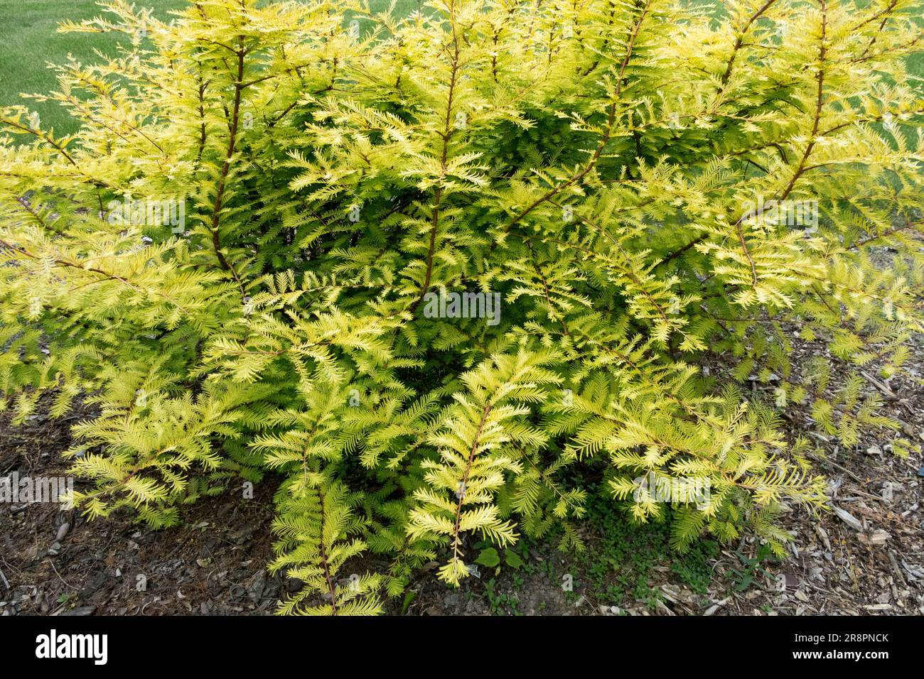 Metasequoia golden dawn hi-res stock photography and images - Alamy