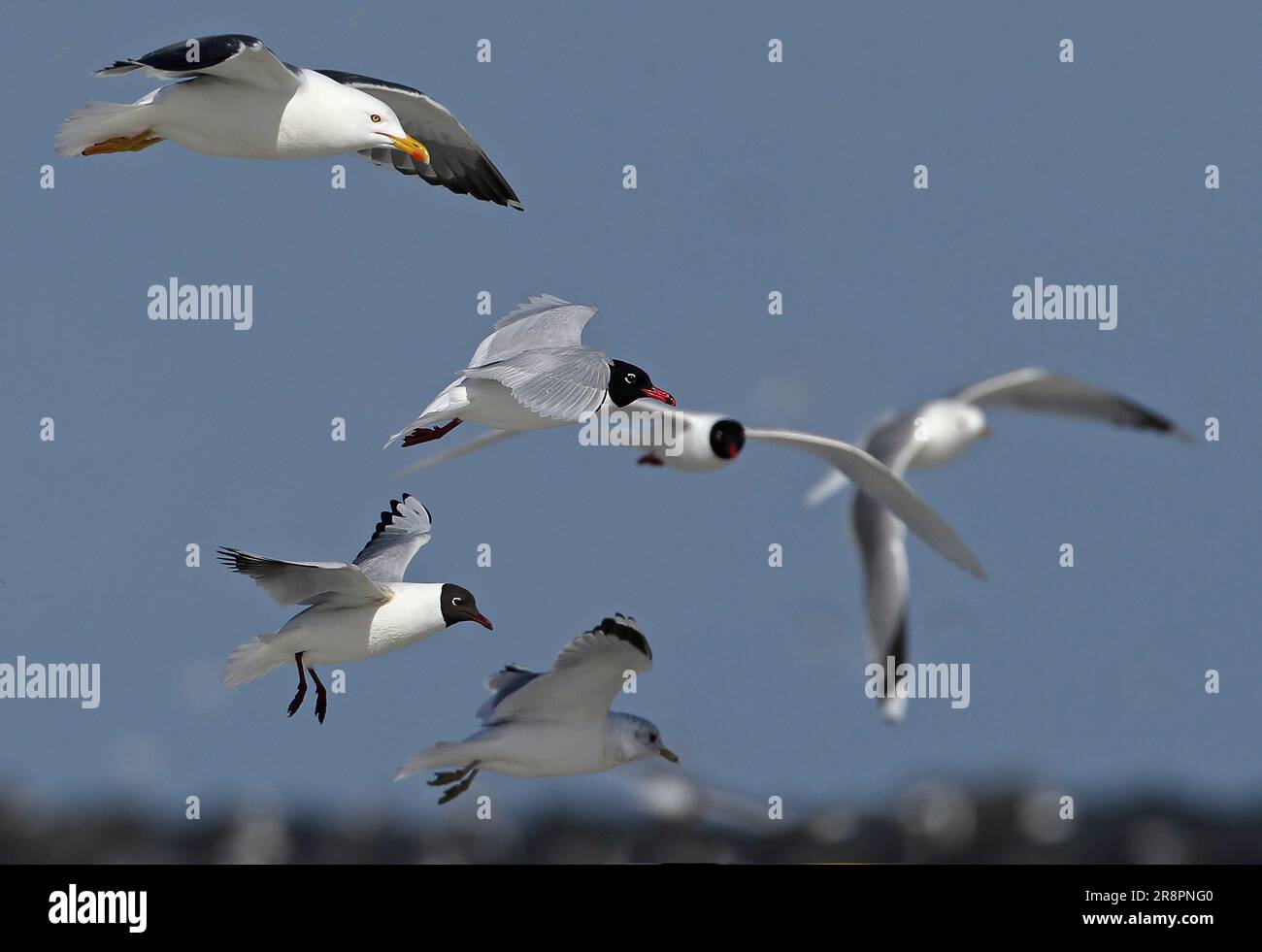 Mediterranean Gull (Larus melanocephalus) two adults with Black-headed ...