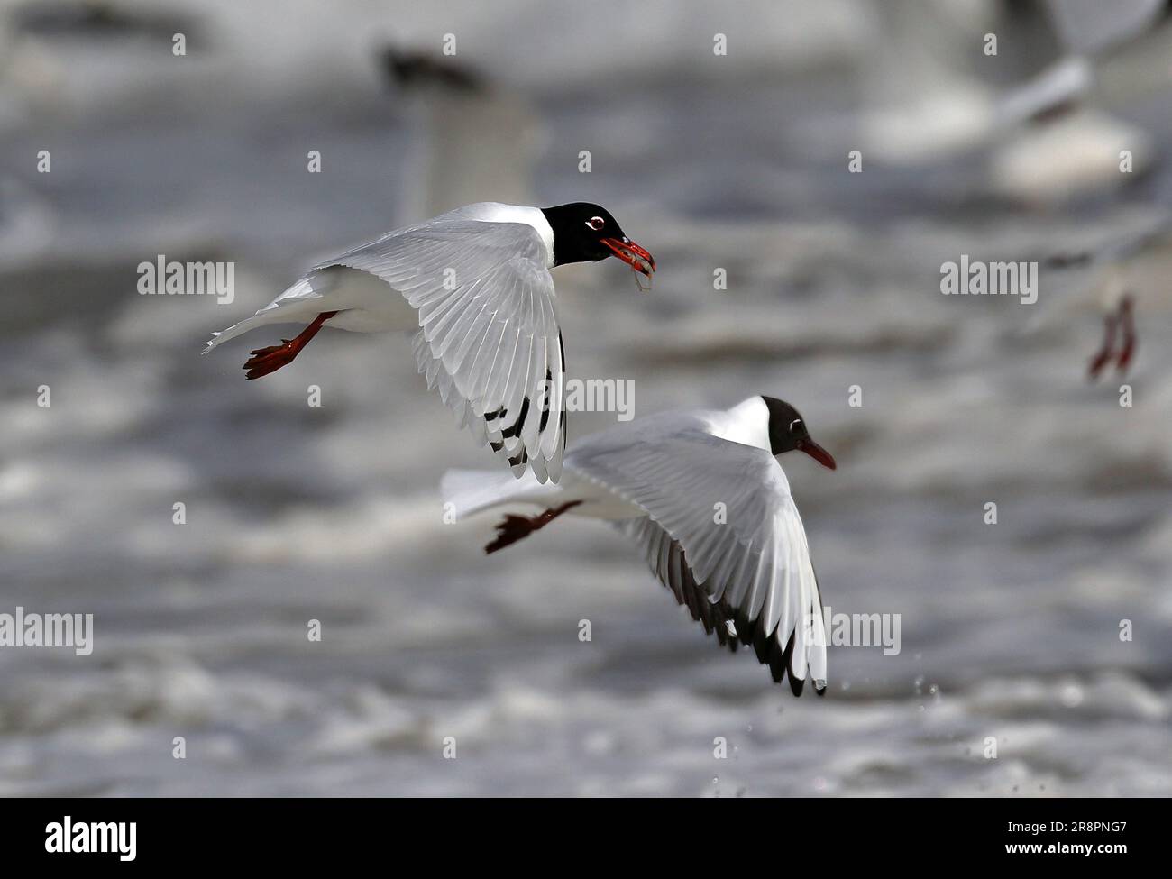 Mediterranean Gull (Larus melanocephalus) second winter Mediterranean ...