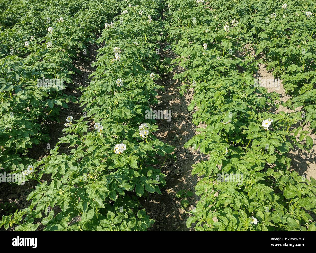 Flowering potato plants. Potato plants with flowers Stock Photo - Alamy