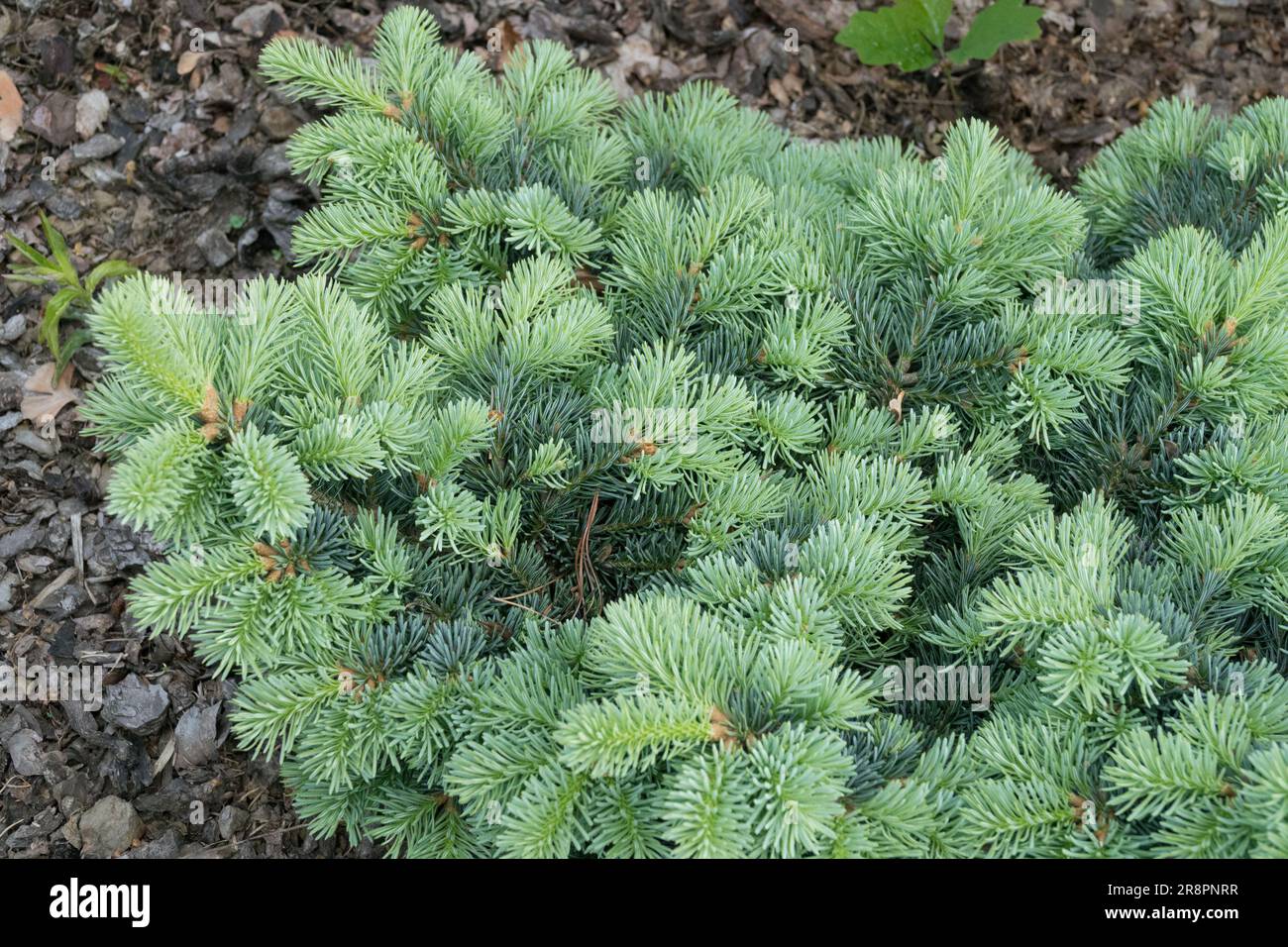 Alpine Fir, Abies lasiocarpa "Prickly Pete" Low, Cultivar, Rocky ...