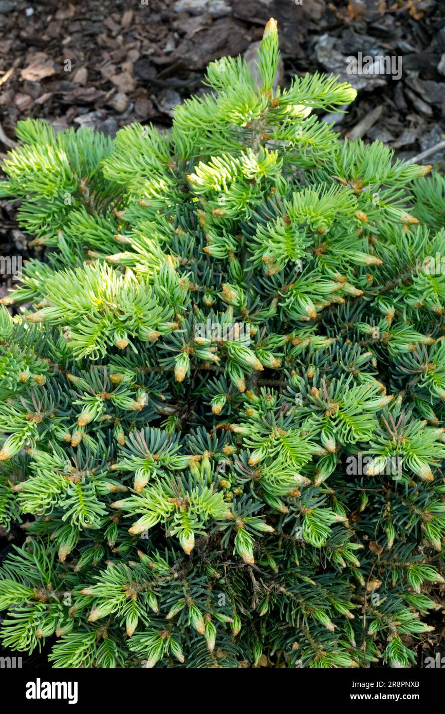 Concolor Fir Abies concolor "Charlies Brown" Colorado Fir Small Tree ...
