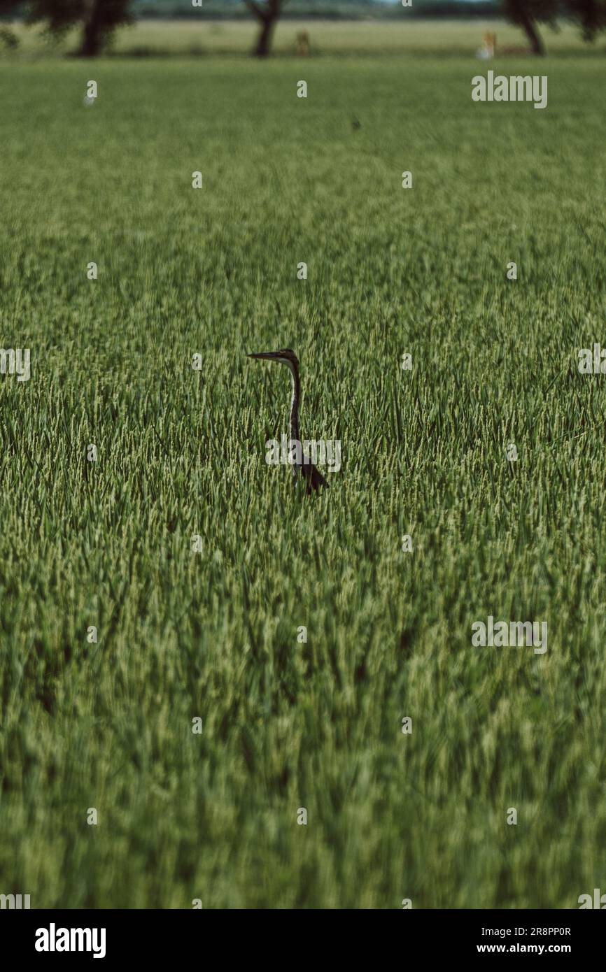 A majestic crane gracefully extends its neck above a lush green field ...