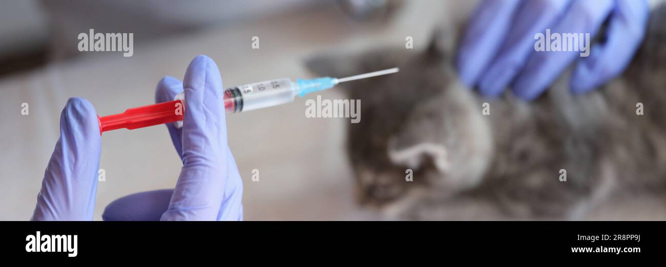 Veterinarian holding syringe and making injection to kitten Stock Photo ...