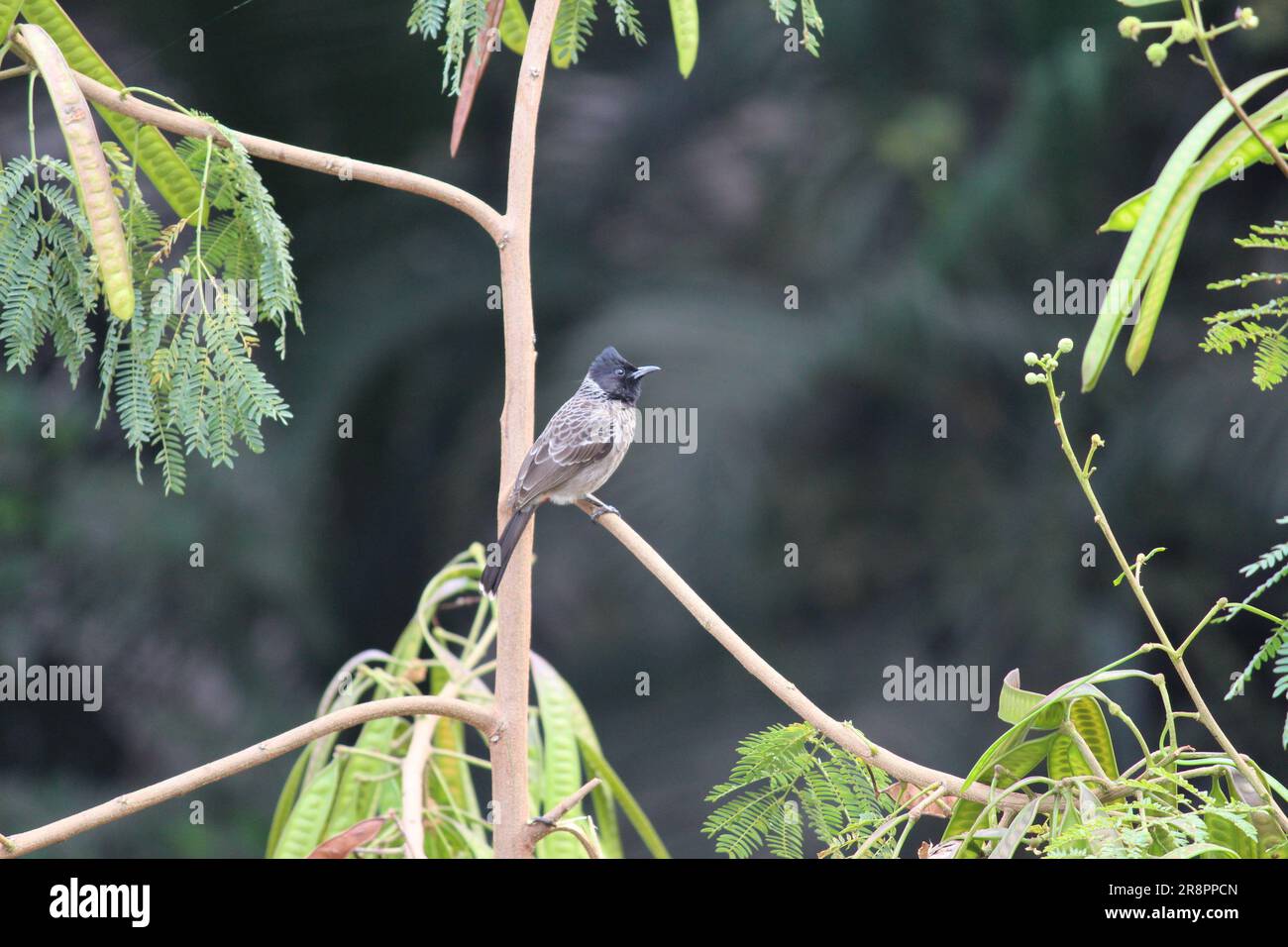 Beautyinblack hi-res stock photography and images - Alamy