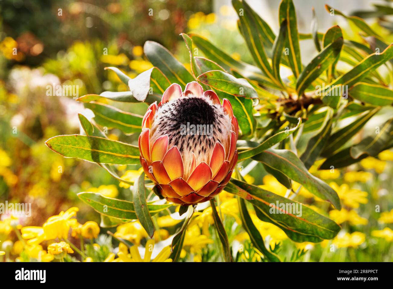 Flower of sugarbush protea flowering plant Stock Photo - Alamy