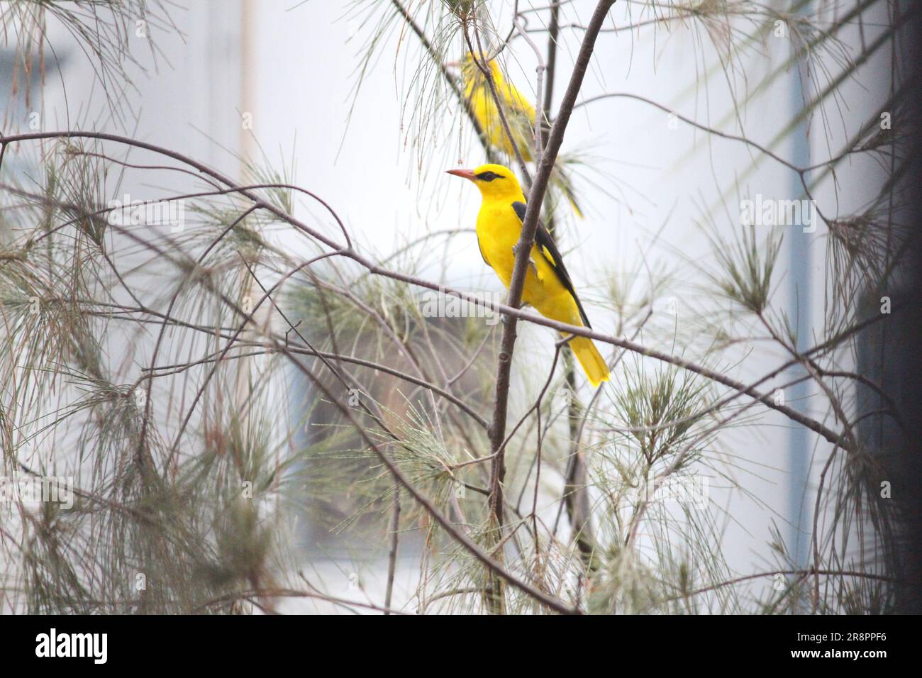 The Beautiful Yellow Oriole Stock Photo - Alamy