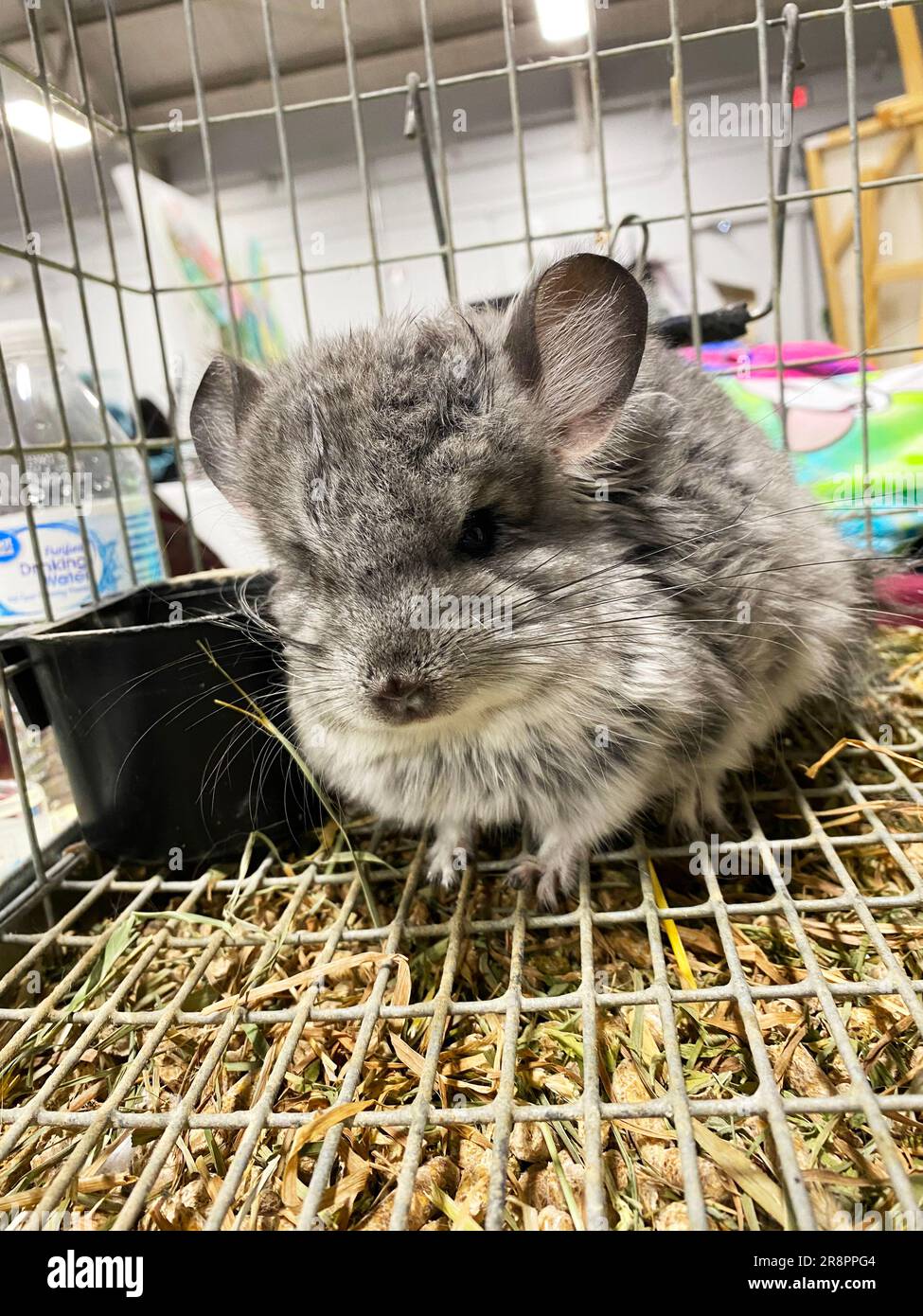 Cool Chinchilla Cages