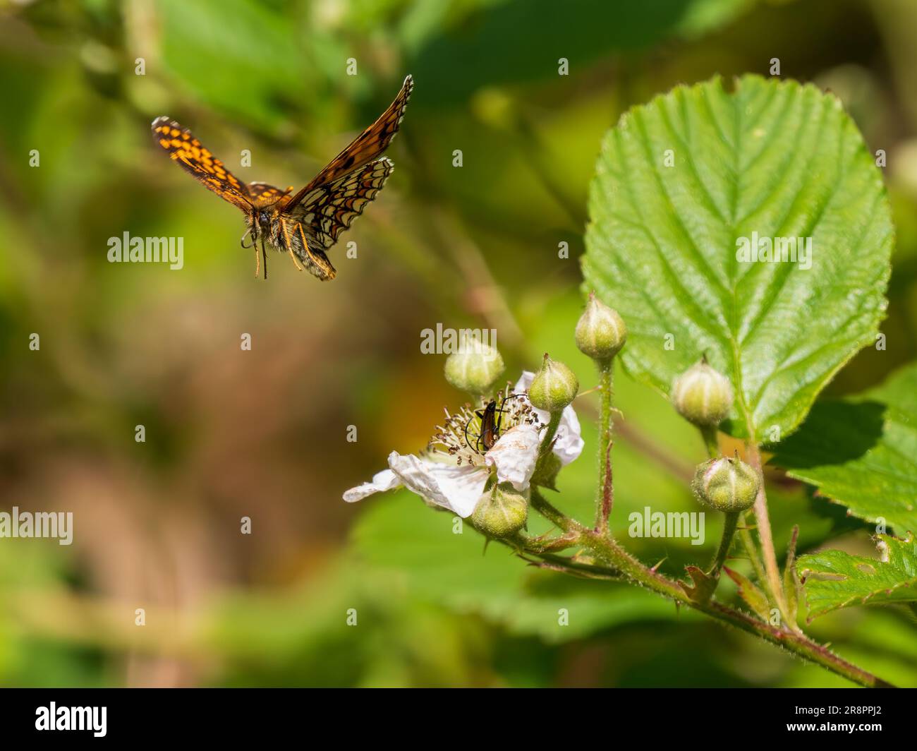 Heath Fritillary Butterfly in Flight Stock Photo - Alamy