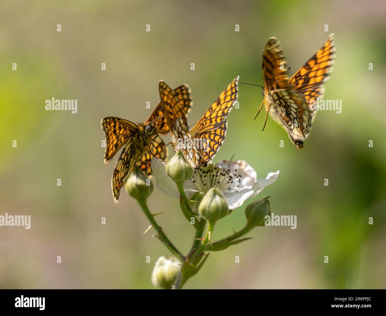 Heath Fritillary Feeding on a Bramble Flower Stock Photo - Alamy