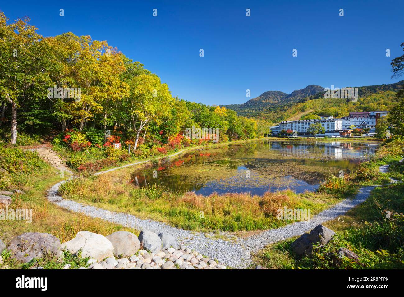 Lotus Pond in Shiga Kogen Stock Photo - Alamy