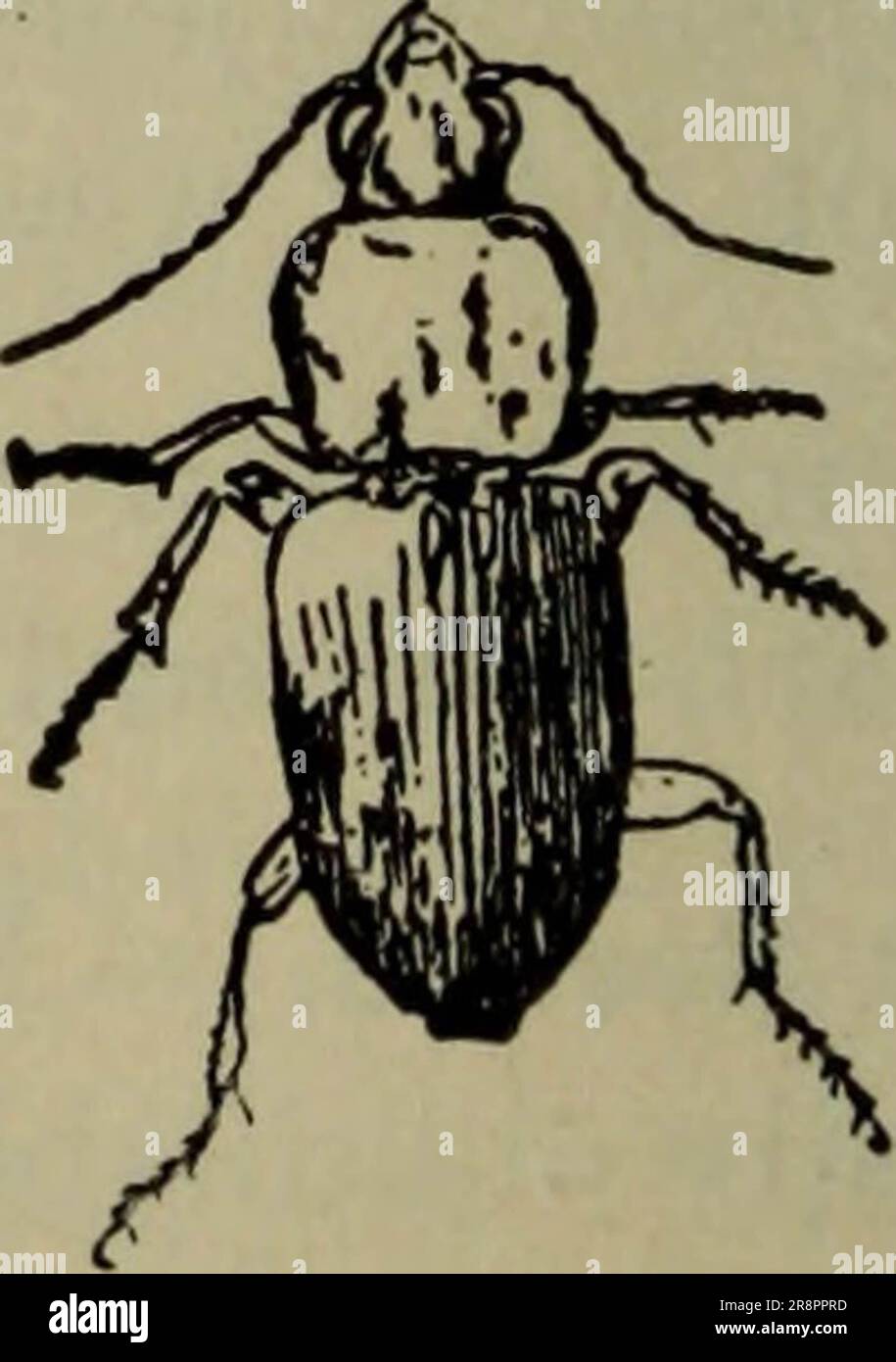 "Elementary lessons in zoölogy : a guide in studying animal life and ...
